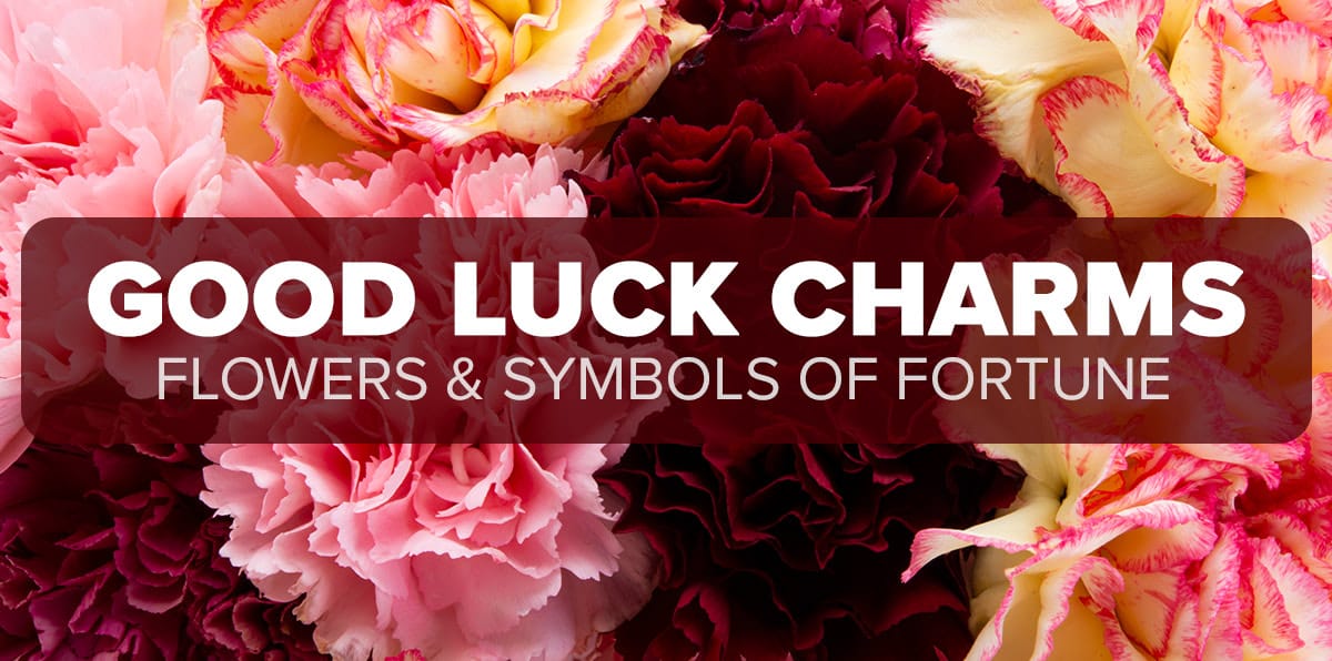 Give the Gift of Luck with These Lucky Plants and Flowers - Phoenix ...